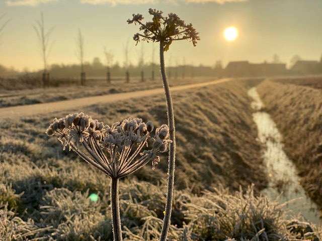 Matige vorst… | 'Krijnsels'